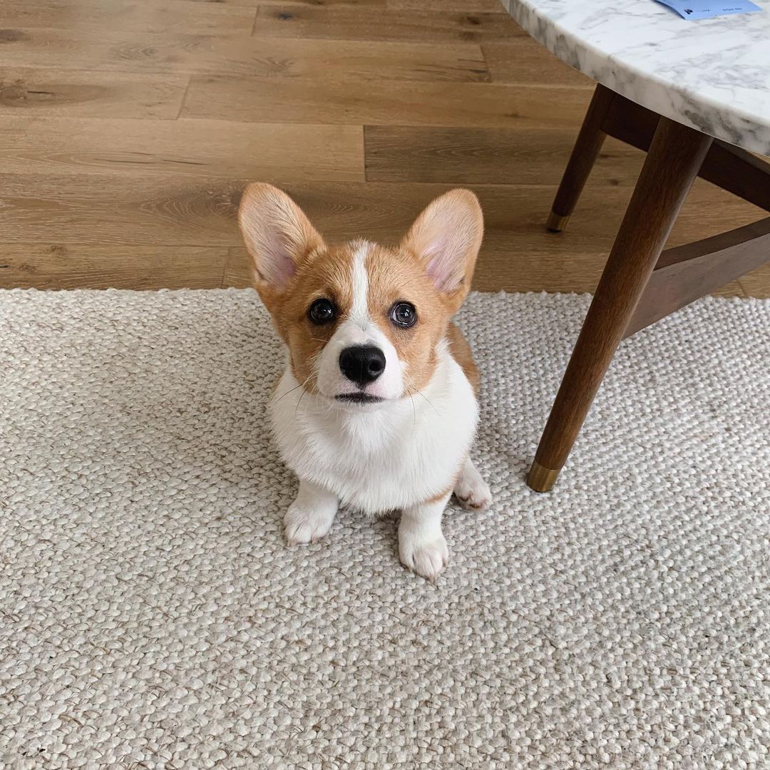 Contact Us - CORGI BREEDS